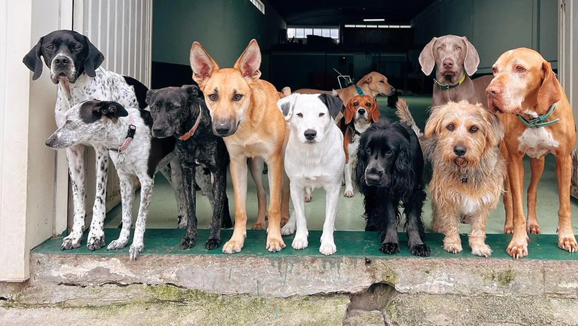 Pets and Family - Creche Canina - Hotel Canino